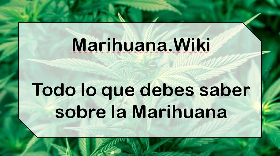 Marihuana 2021 •【Qué es | Efectos | Legalización | Comprar】