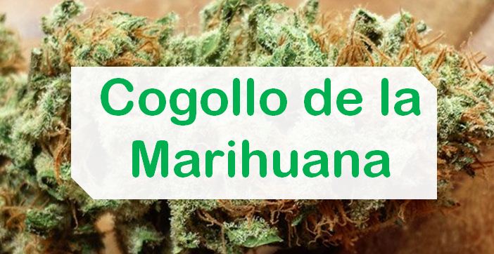Planta de Marihuana【Qué es | Cómo reconocerla | Tipos】