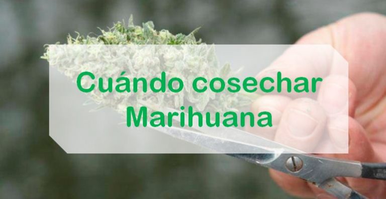 Cogollo de Marihuana【Qué es y Para qué sirve】